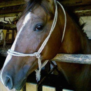 Equine eosinophilic enteritis - Histoweb
